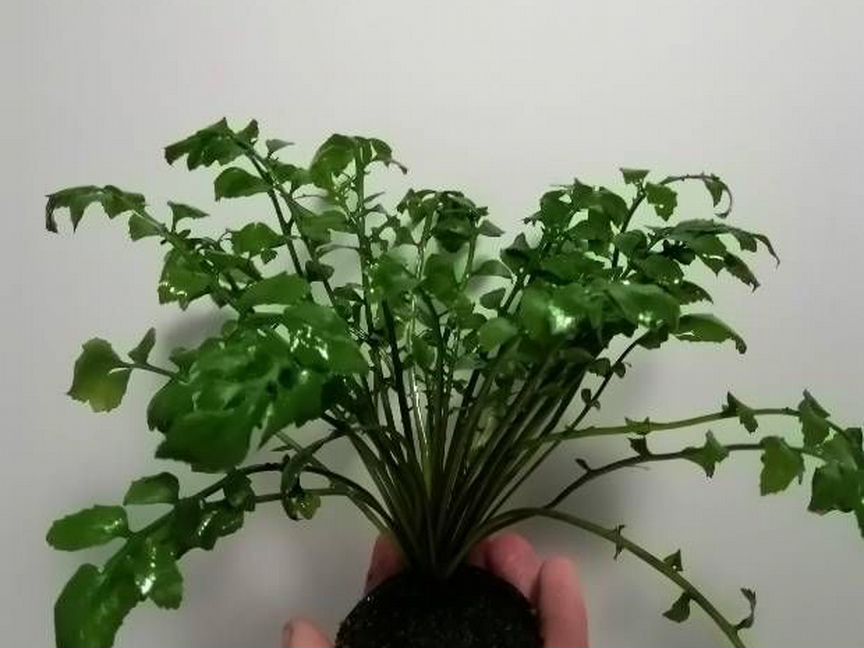 Рориппа водная, жерушник