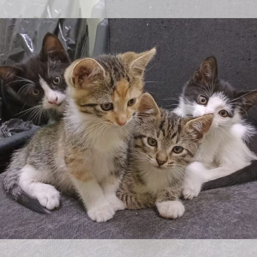 Котята в добрые руки даром