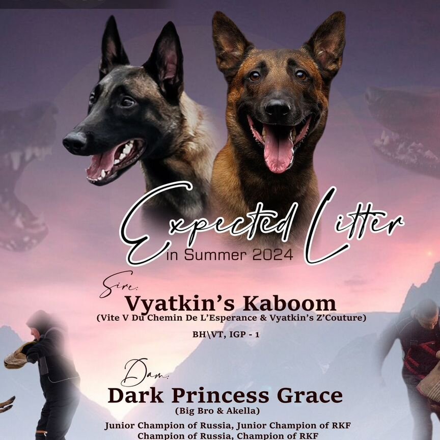 Бельгийская овчарка малинуа щенки