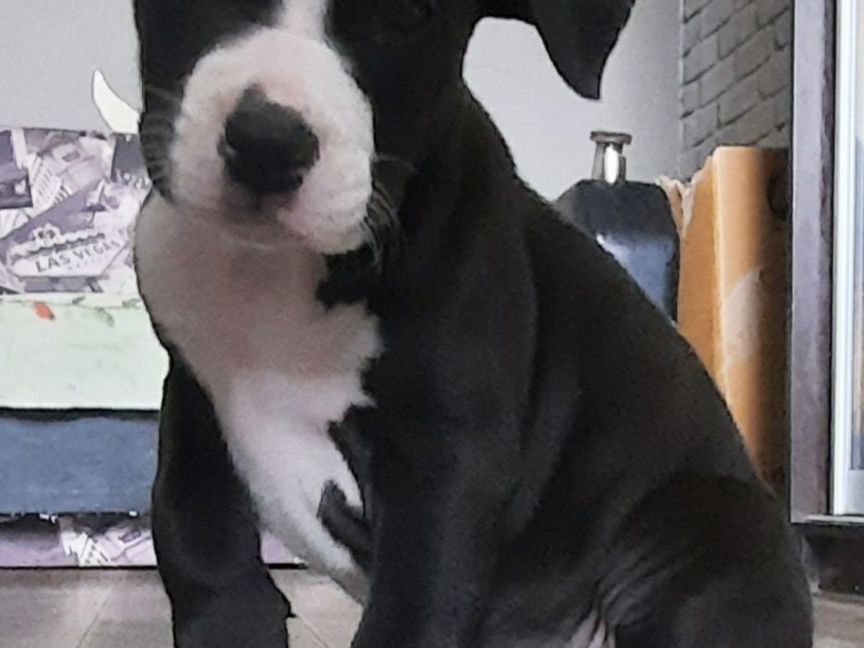 Щенки стаффа