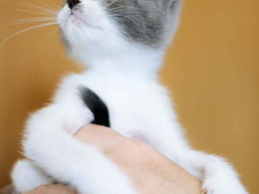 Маленький котёнок в приюте