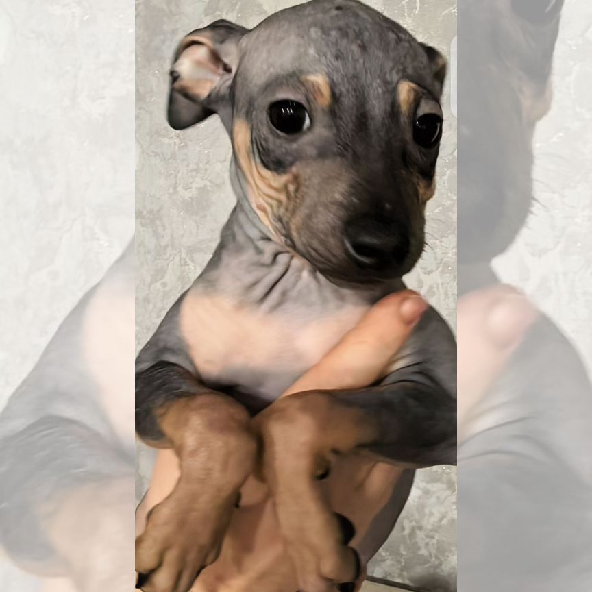 Американский голый терьер, щенок