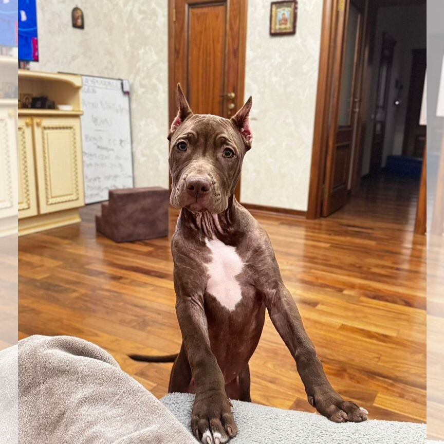 Шоколадная малышка