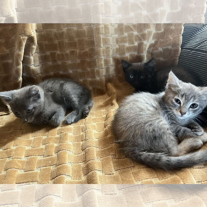 Отдам котят в добрые руки