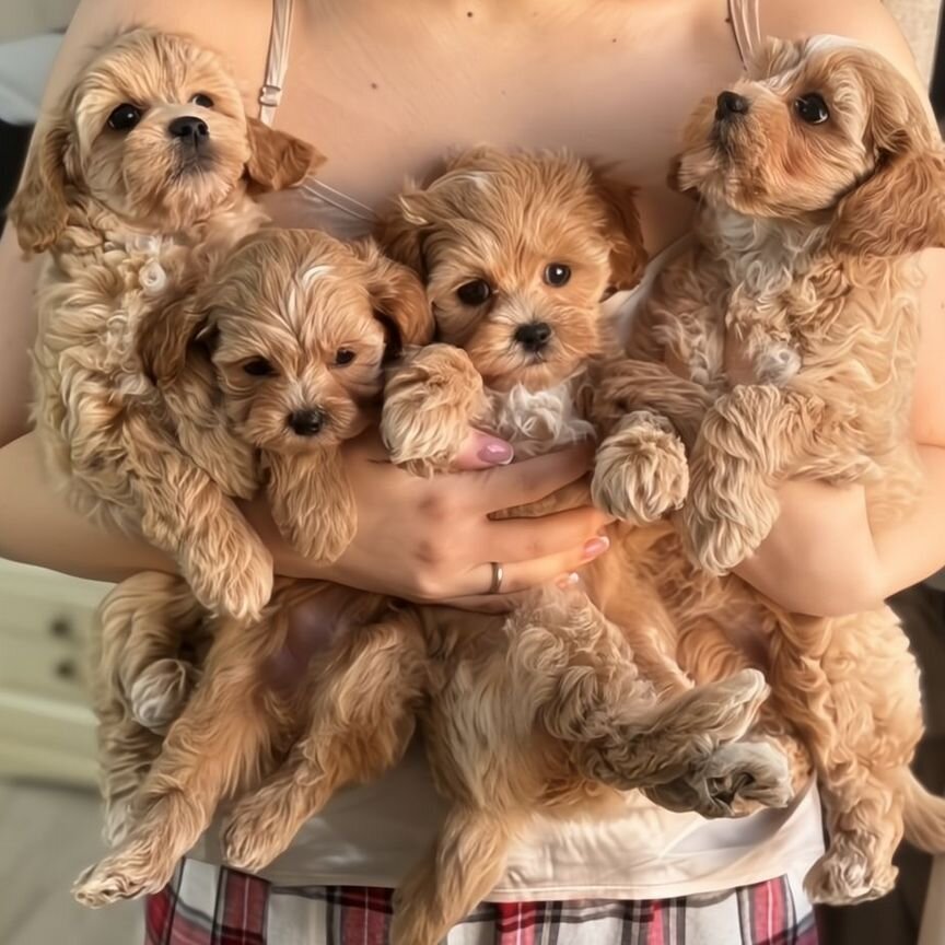 Мальтипу, щенок