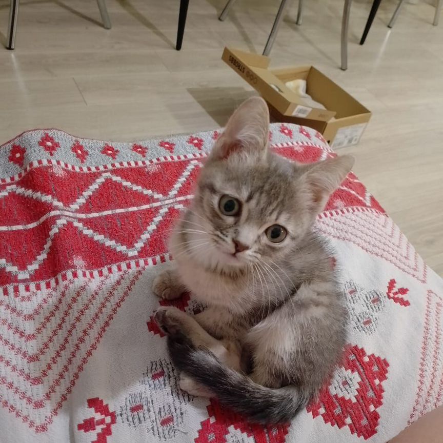 Отдам Котенка в добрые руки