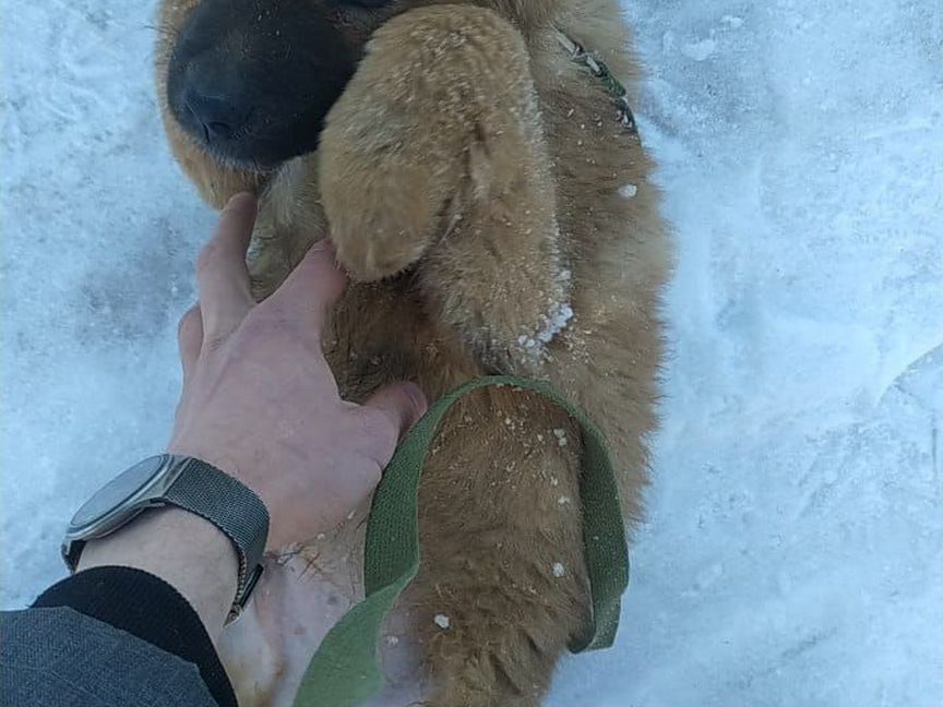Чудесный мальчик метис