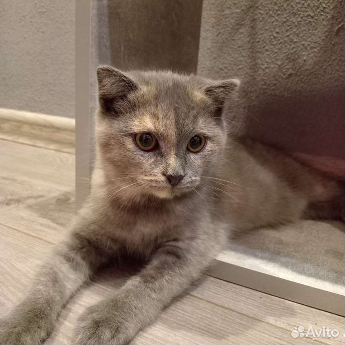 Котята вислоухие в дар