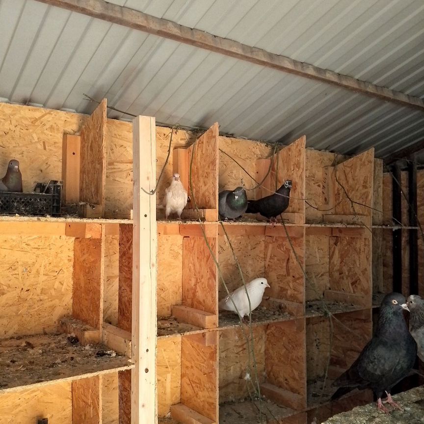 Бойные голуби