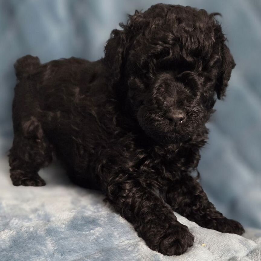 Той-пудель, щенок