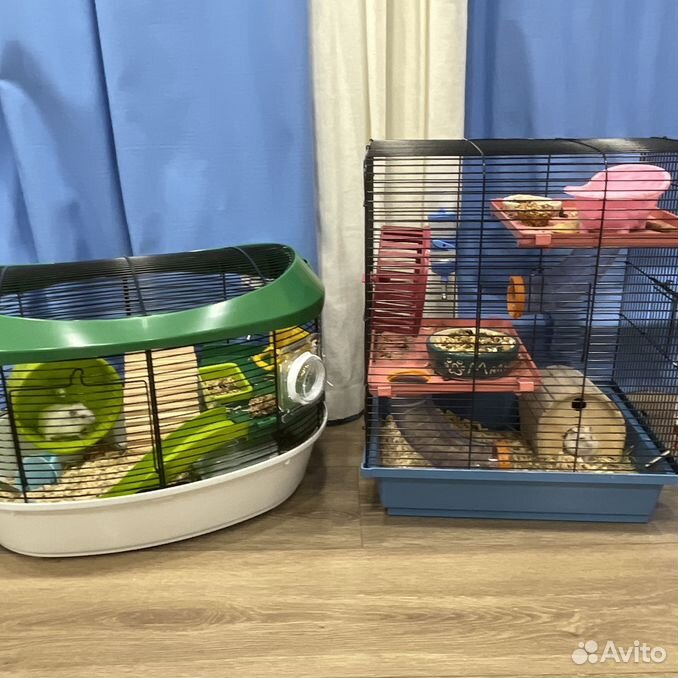 Продаю хомяков джунгариков