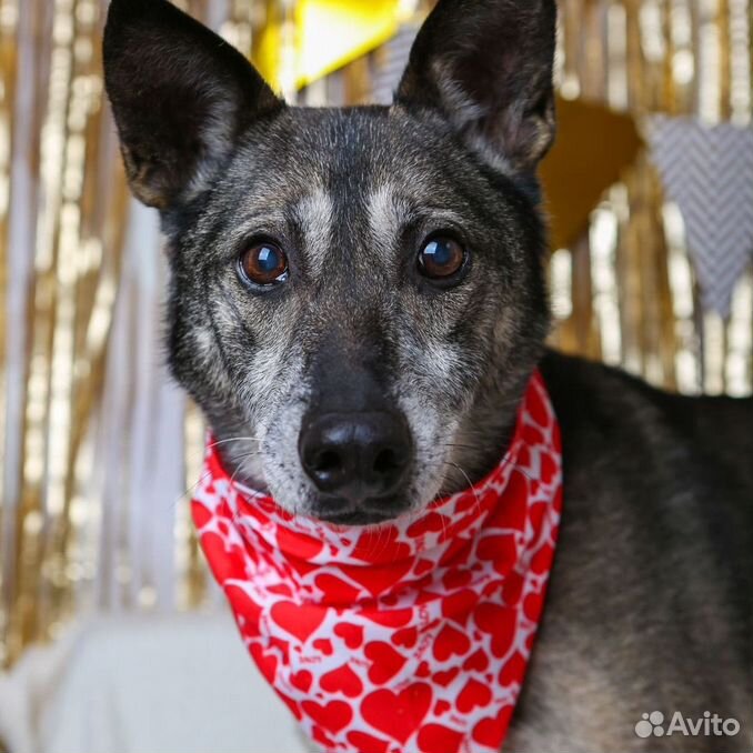 Кристофер-песель компактный и контактный ищет дом