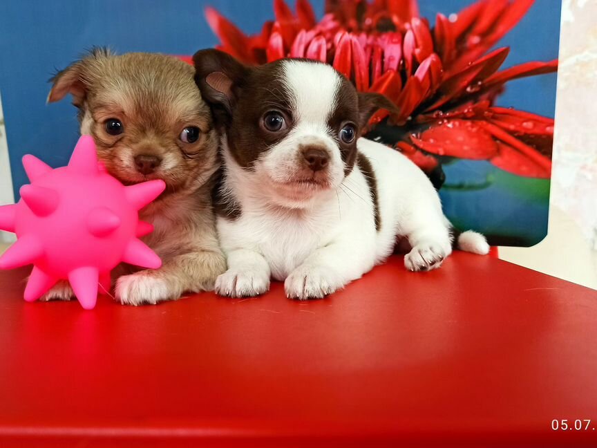 Чишки- мальчишки