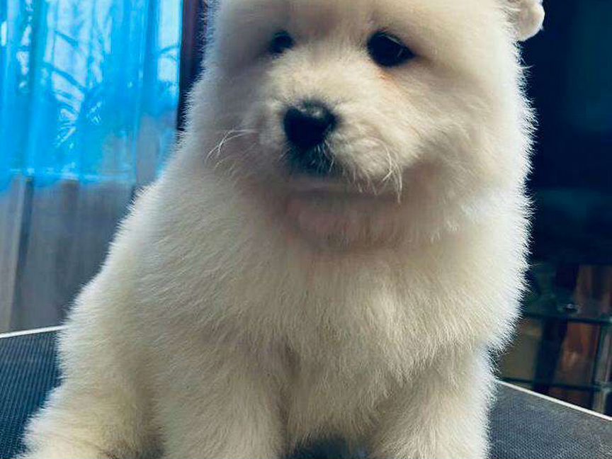 Малыши-самоеды, мальчики