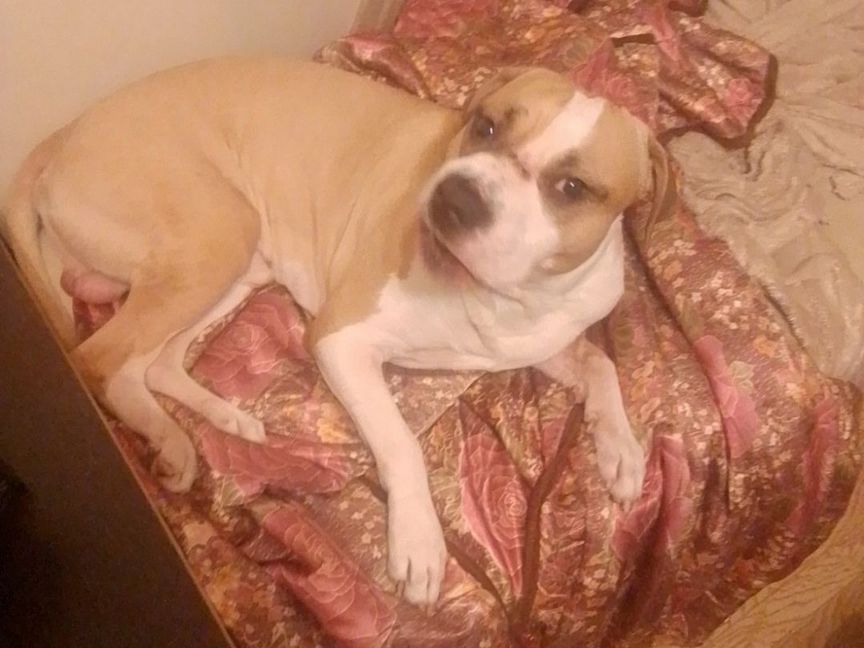 Кобель помесь стаффа