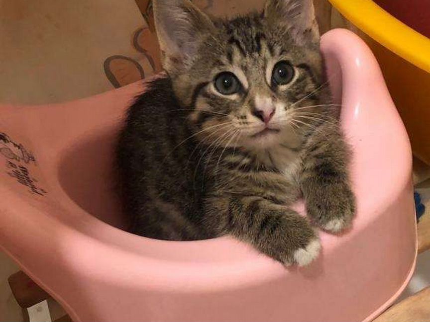 Очаровательный котёнок мальчик в добрые руки