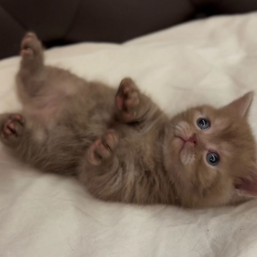 Манчкин котёнок