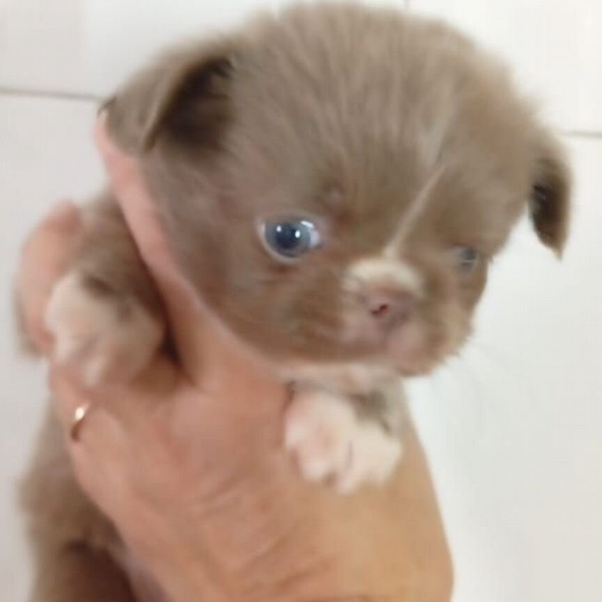 Чихуахуа, щенок