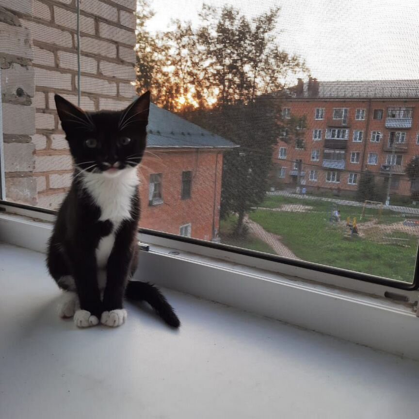 Котёнок