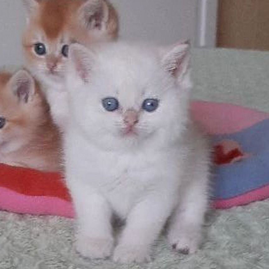 Британский короткошёрстный котёнок
