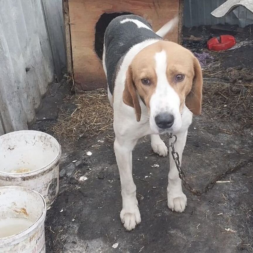 Русская пегая гончая, взрослый пёс