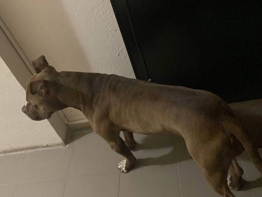 Найдена собака