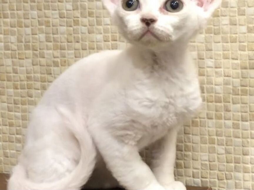 Девон-рекс котенок с документами