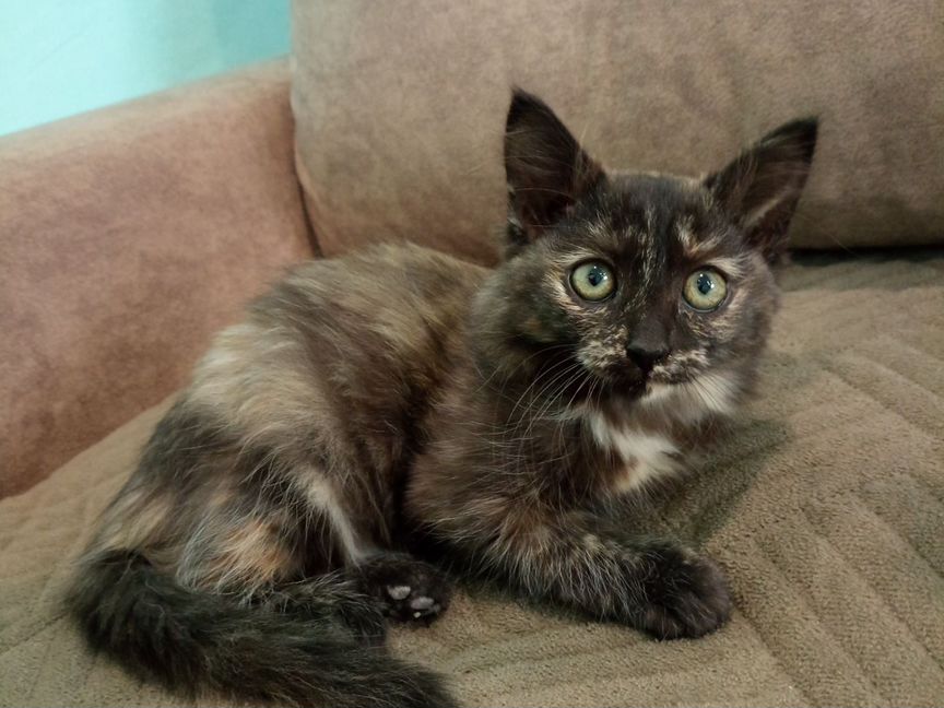 Котята сибирской кошки