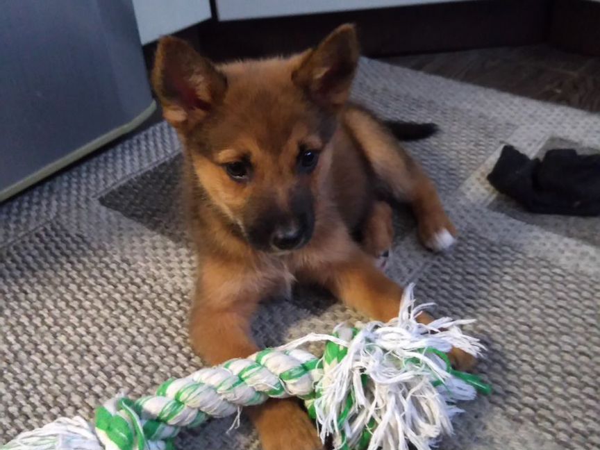 Собаки щенки бесплатно