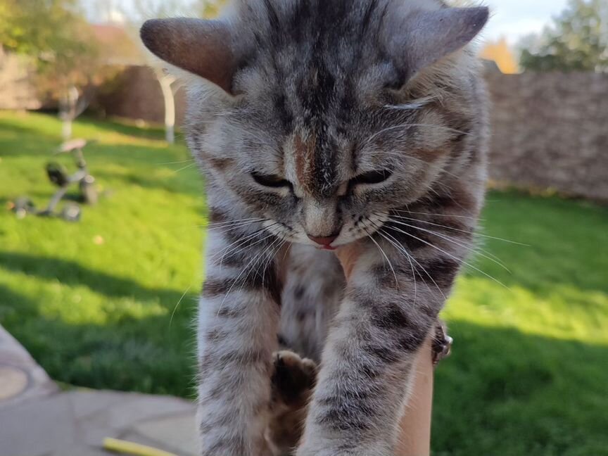Кошка