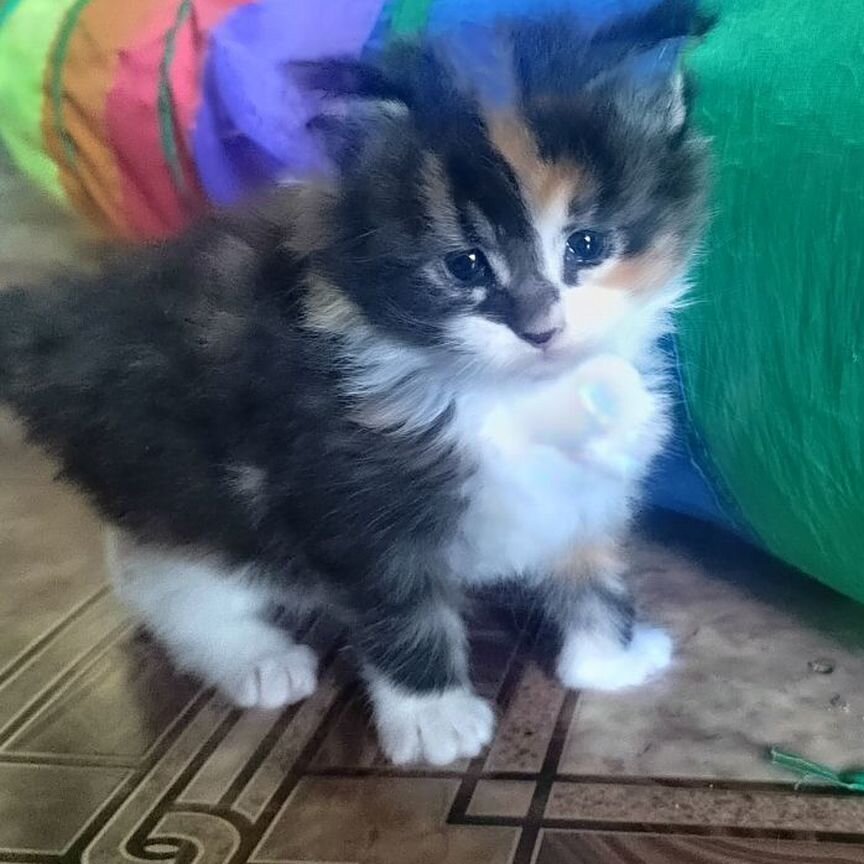 Мейн-куны котята