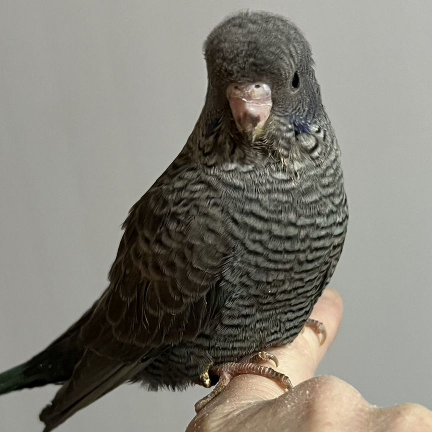 Попугай волнистый окраса дабл блэк