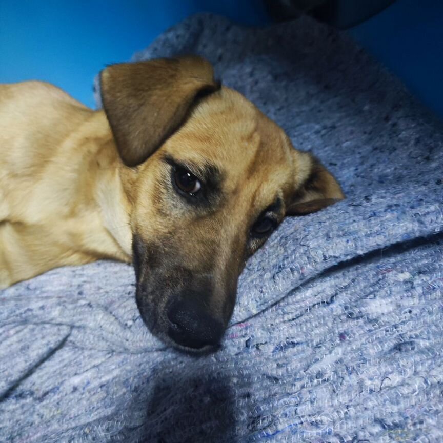 Рыженькая малышка в поисках дома