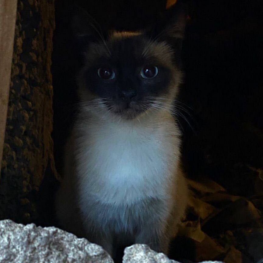Сиамская кошка, взрослая