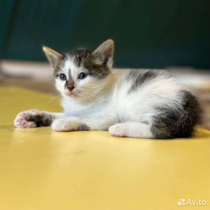 Котёнок Пряник ищет дом