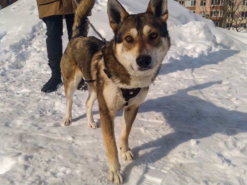 Дружелюбный волчонок ищет дом