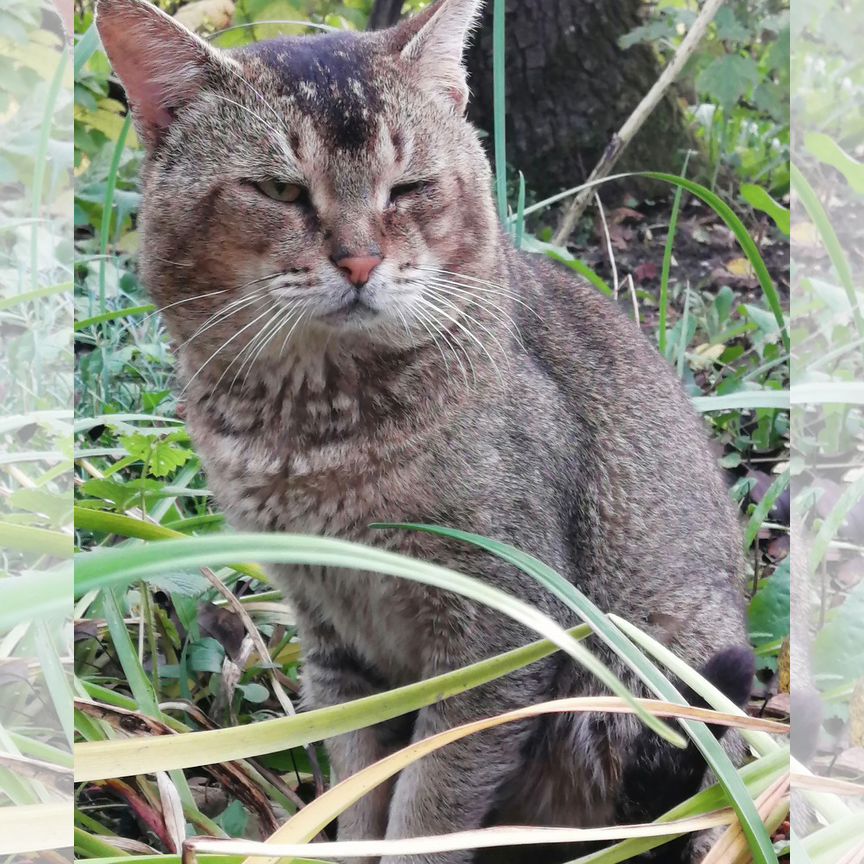 Котик бесплатно в добрые руки