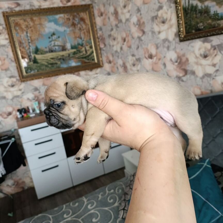 Французский бульдог щенок мальчик