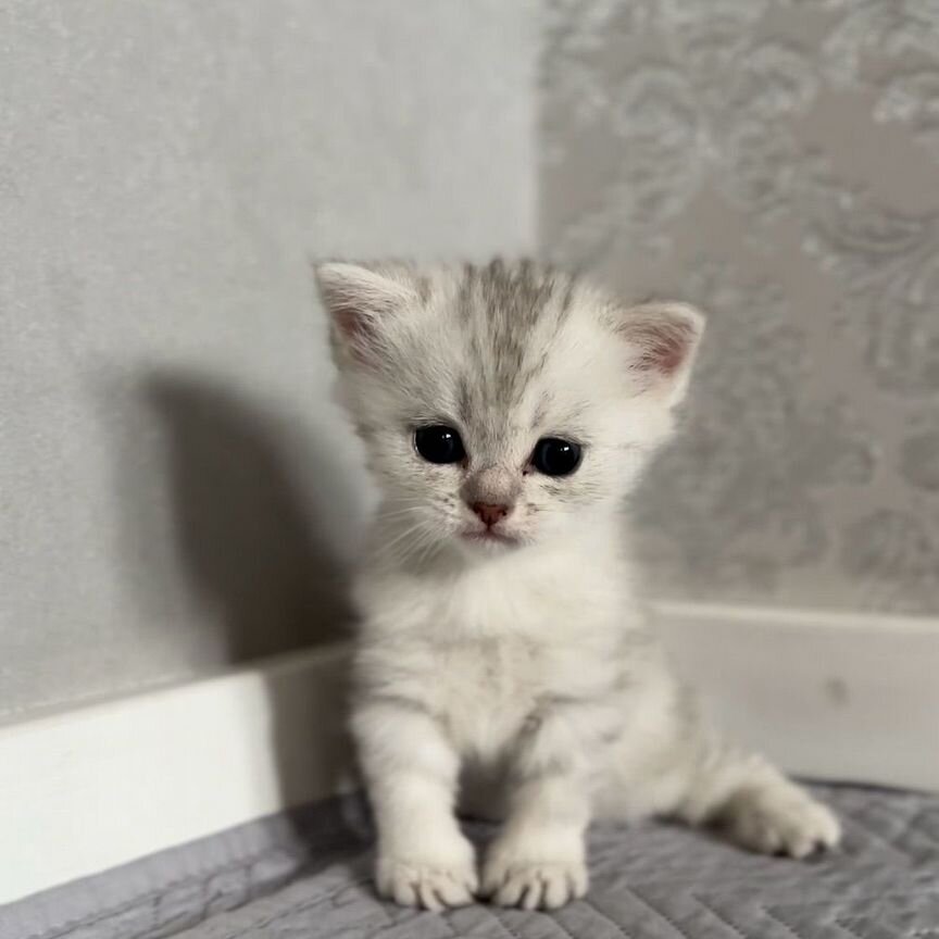 Шотландский поямоухий котенок