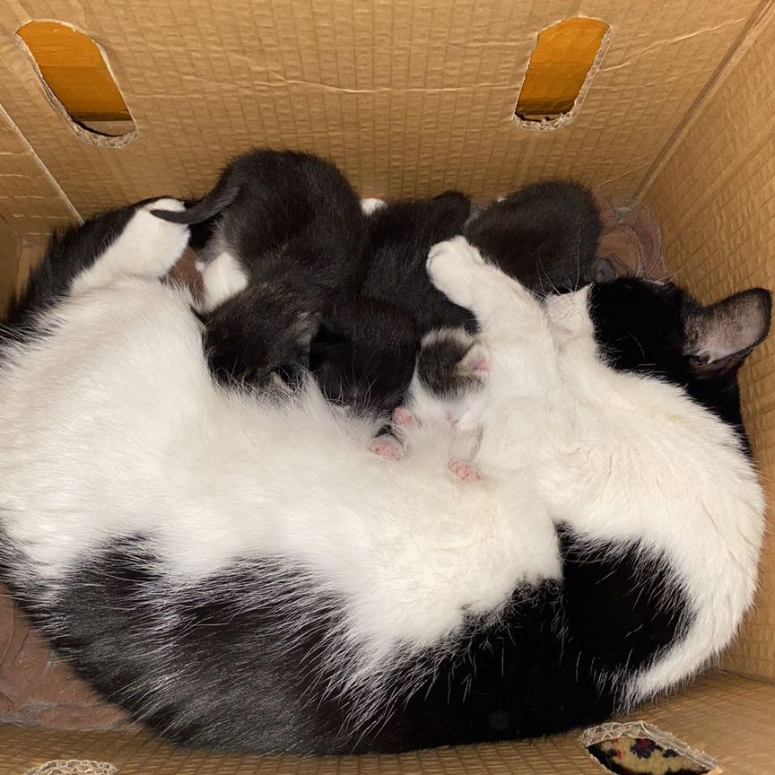 Котята в добрые руки