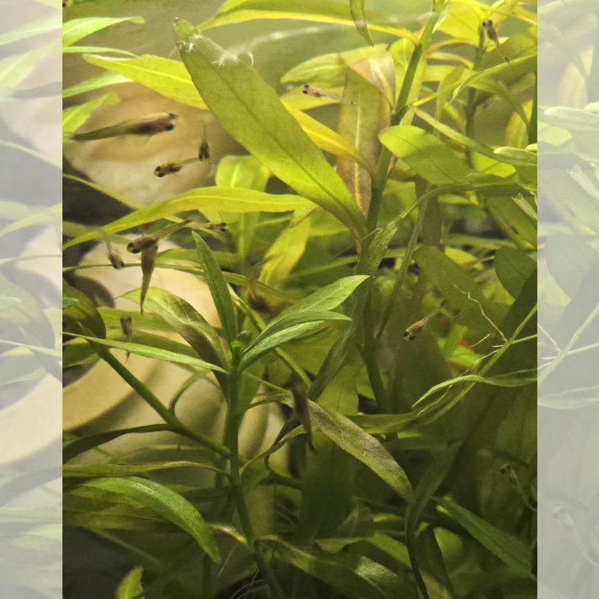 Мальки гуппи