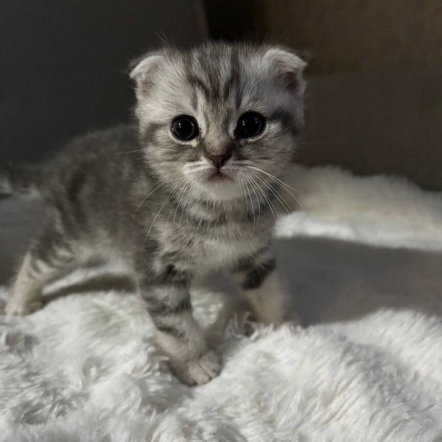 Шотландский вислоухий короткошёрстный котёнок