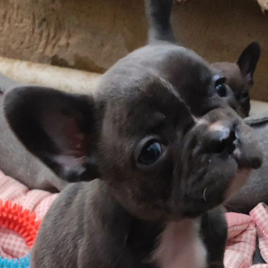 Французский бульдог, щенок