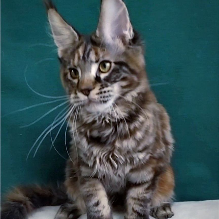 Мейн-кун кошечка Варвара
