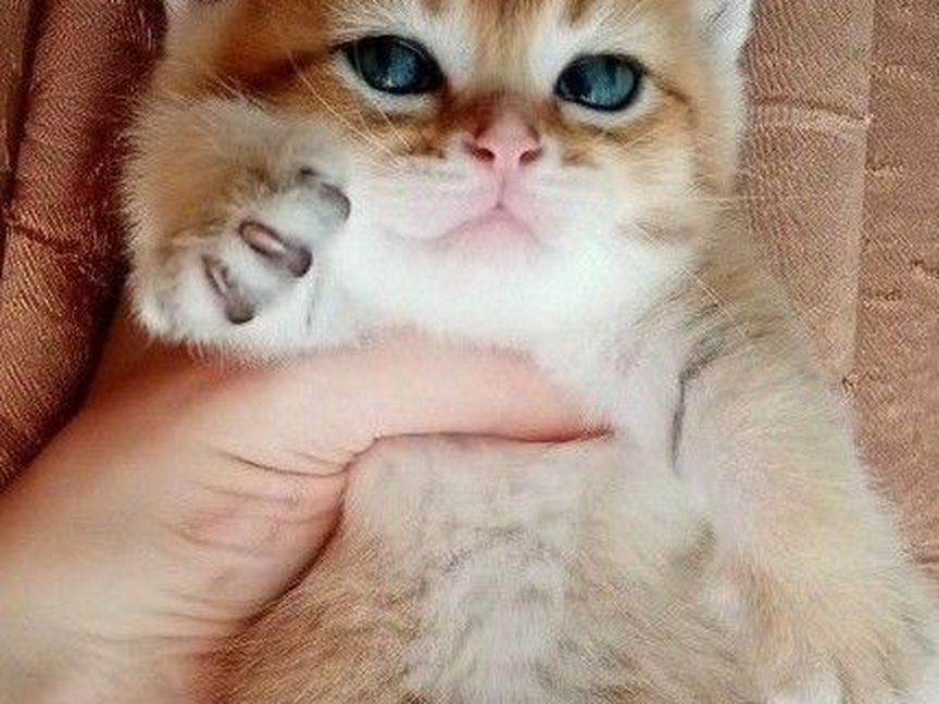 Шиншилловые золотые плюшевые котята