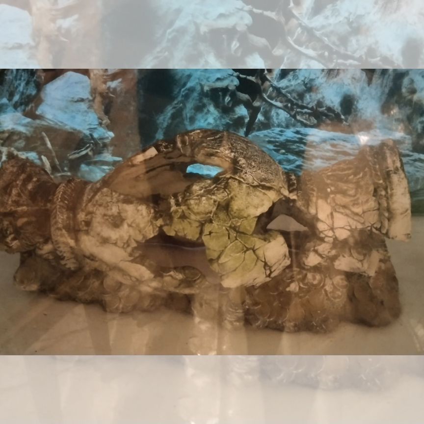 Аквариум террариум