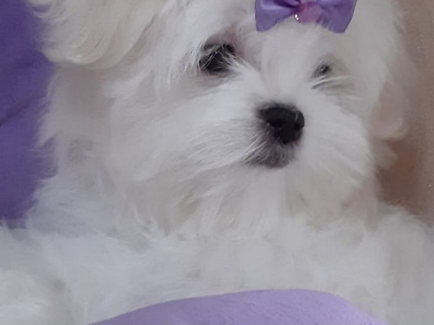 Мальтезе. Щенок Мальтийской болонки. РКФ