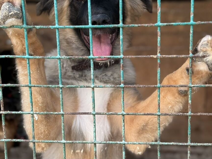 Милый шенок Сэнди из приюта