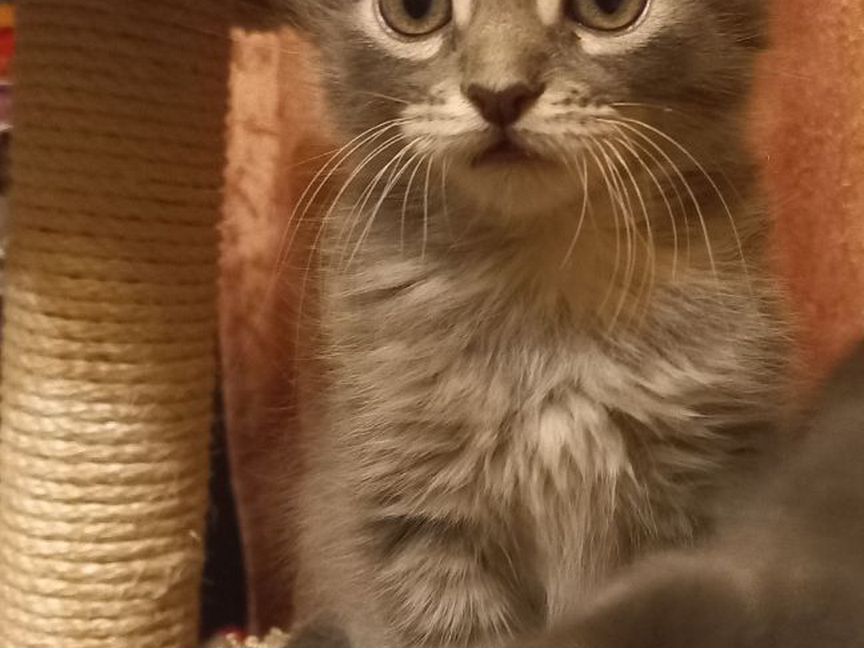 Котенок бесплатно