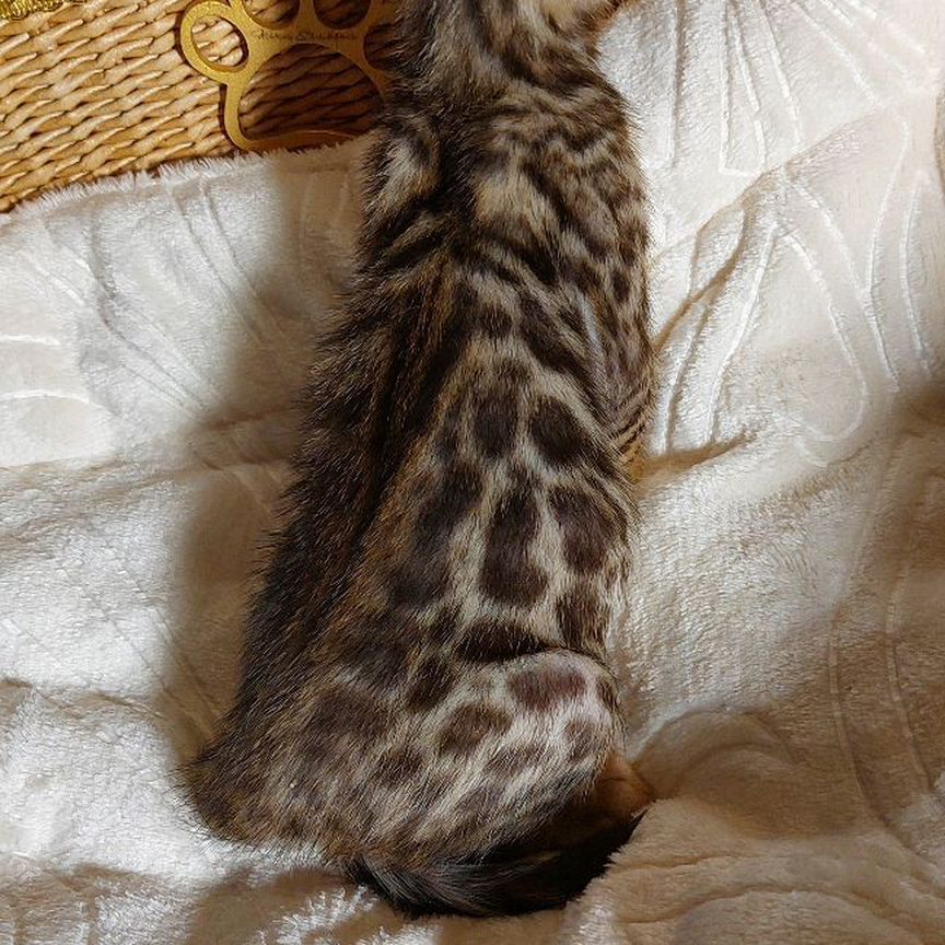 Бенгальская девочка Кения